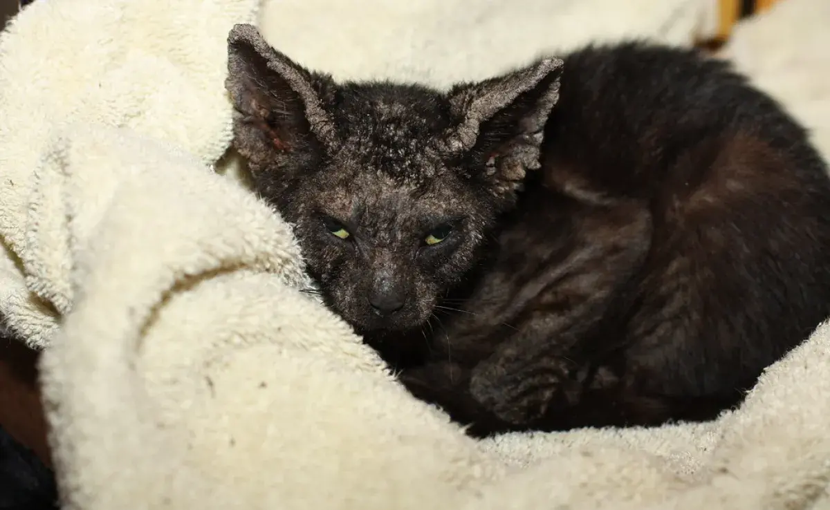 Sarna en gatos: Tratamiento y todo lo que debes saber | Patas en Casa